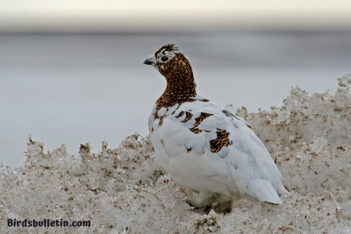 Lagopus Lagopus Alexandrae Overview - Birds Bulletin