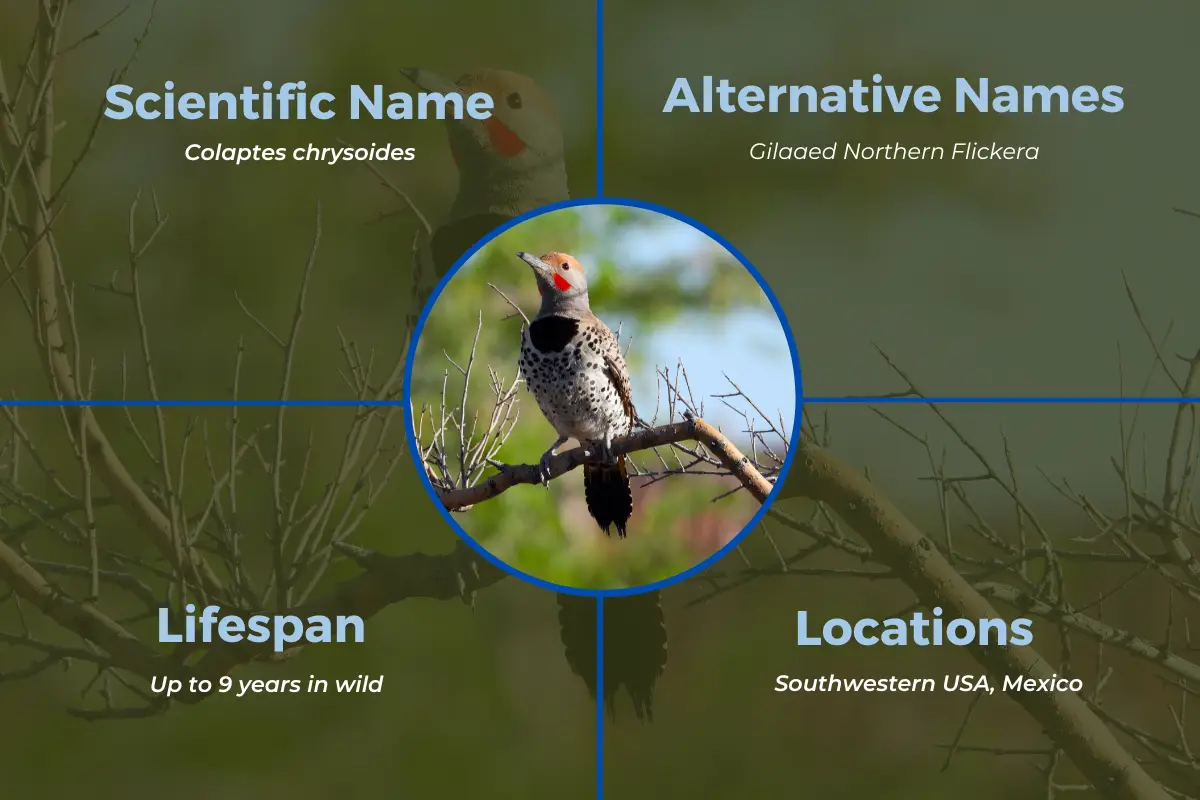 Gilded Flicker: Behavior, Migration And More - Birds Bulletin