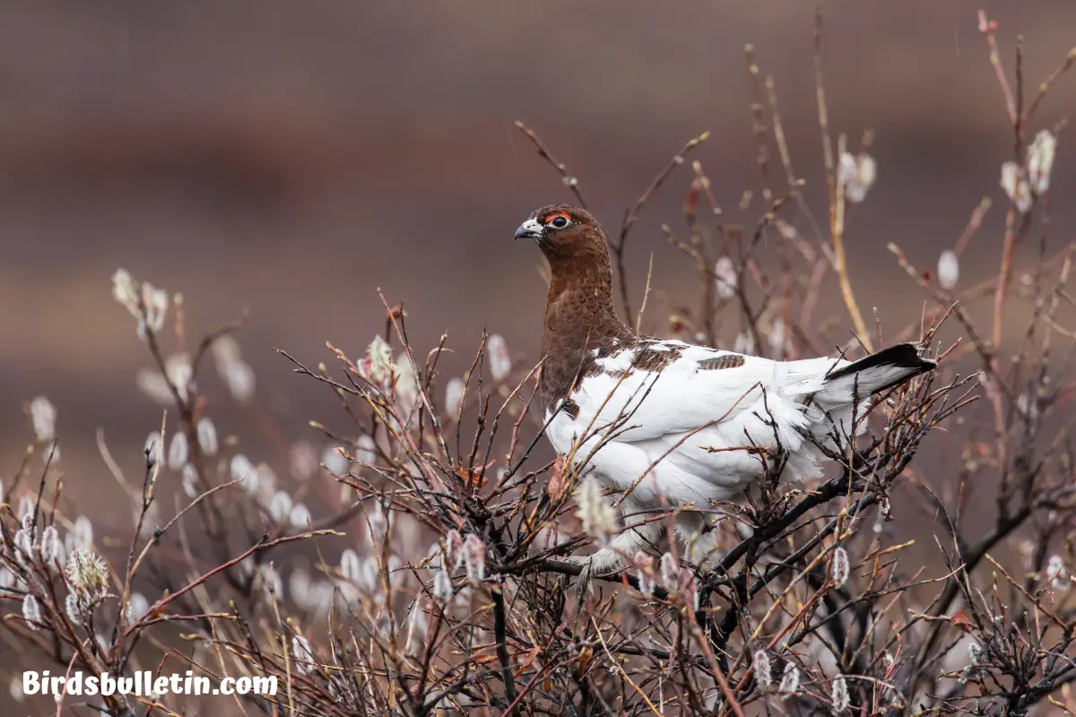Lagopus Lagopus Ungavus Overview - Birds Bulletin