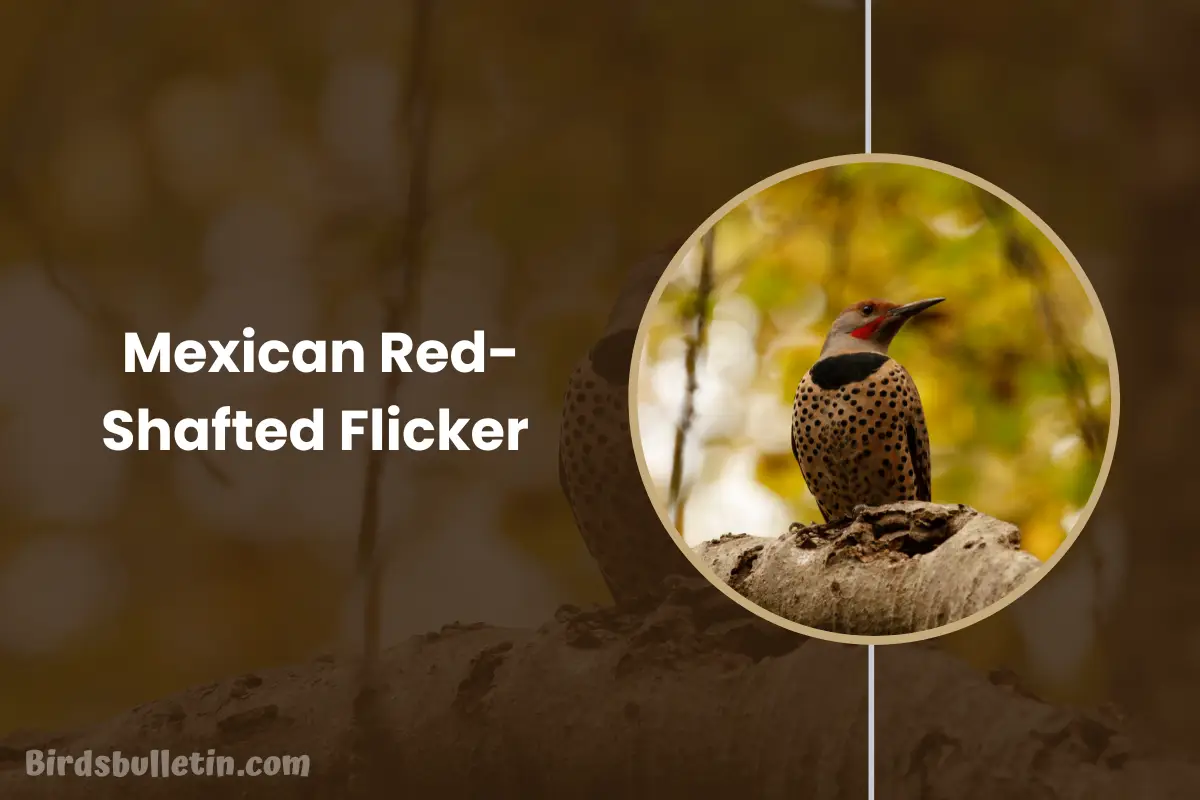 Overview Of The Mexican Red-Shafted Flicker - Birds Bulletin