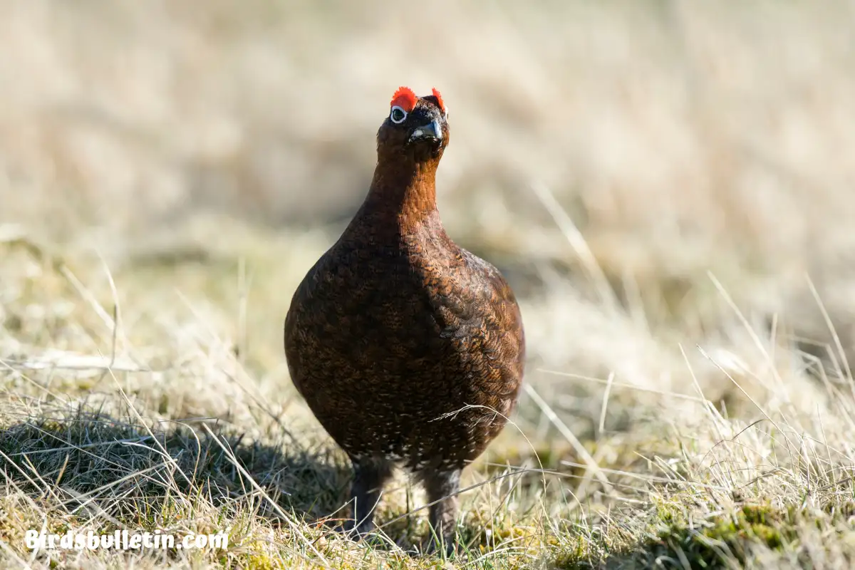 Lagopus Lagopus Variegata: Found In Norway - Birds Bulletin