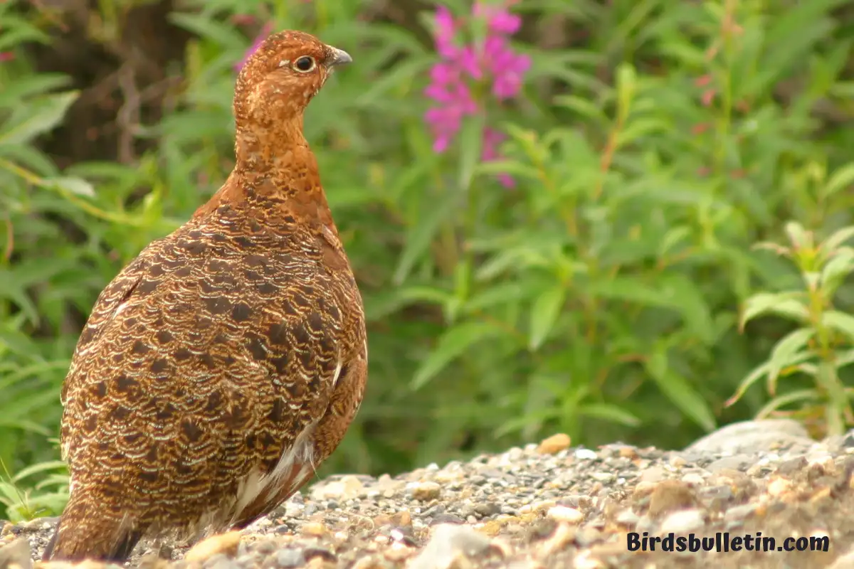 Lagopus Lagopus Lagopus (Linnaeus, 1758) - Birds Bulletin