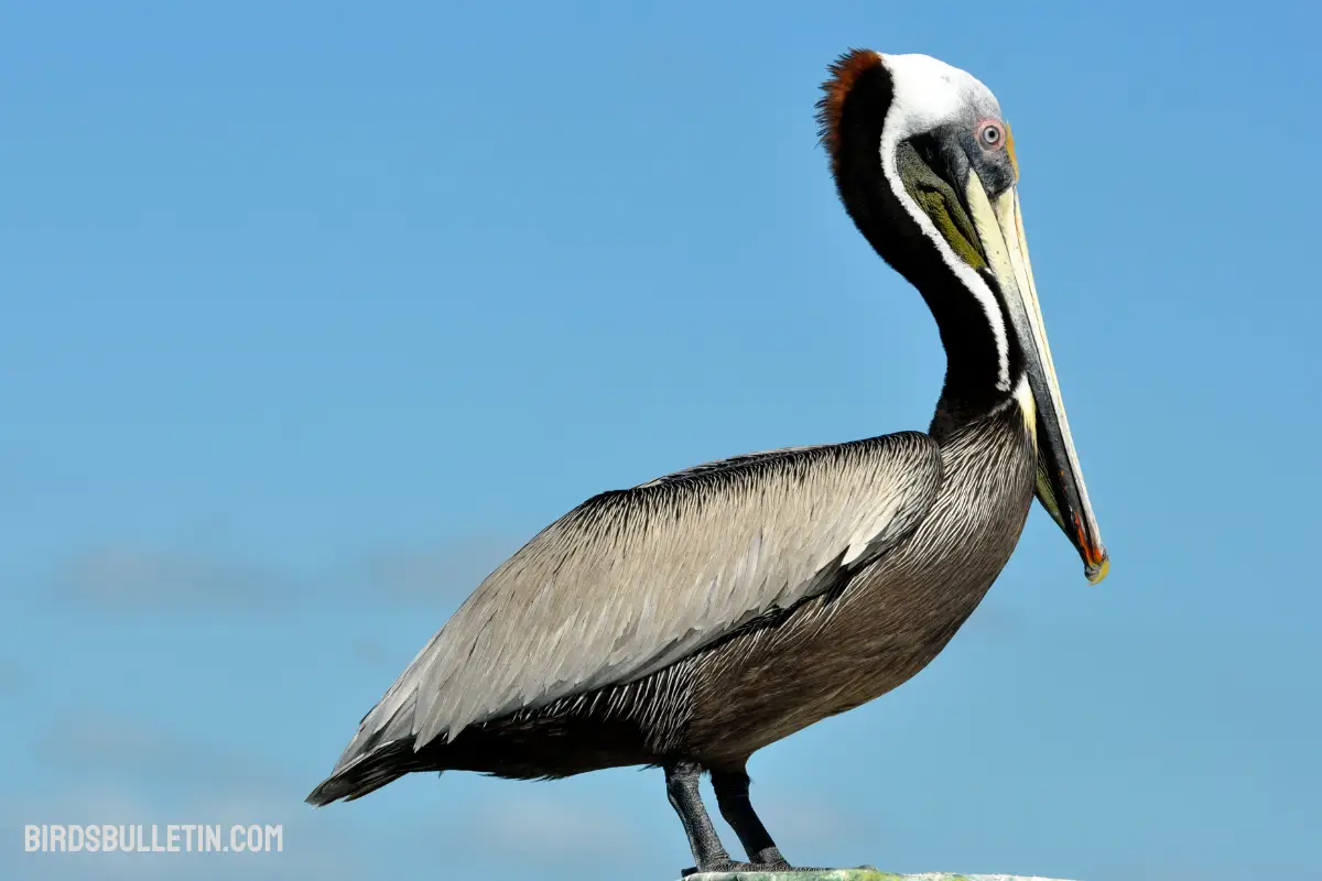 Overview Of The Caribbean Brown Pelican - Birds Bulletin