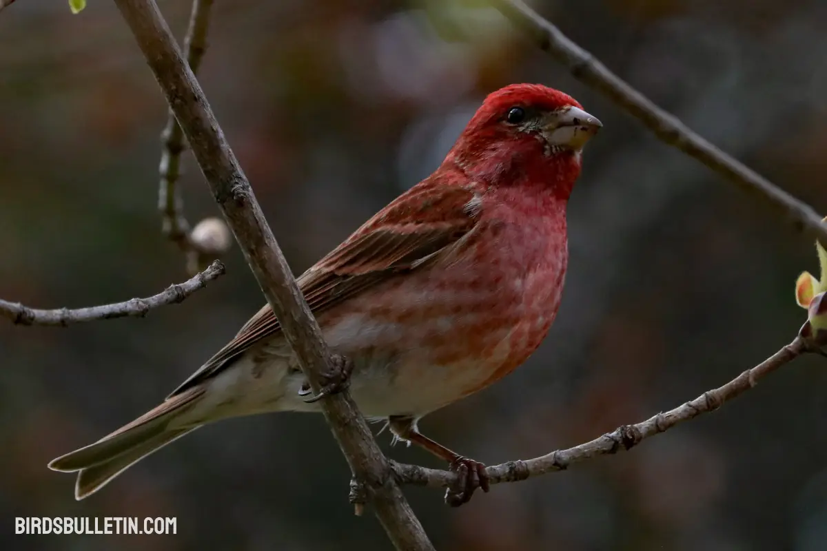 Purple Finch Overview: Subspecies And More - Birds Bulletin