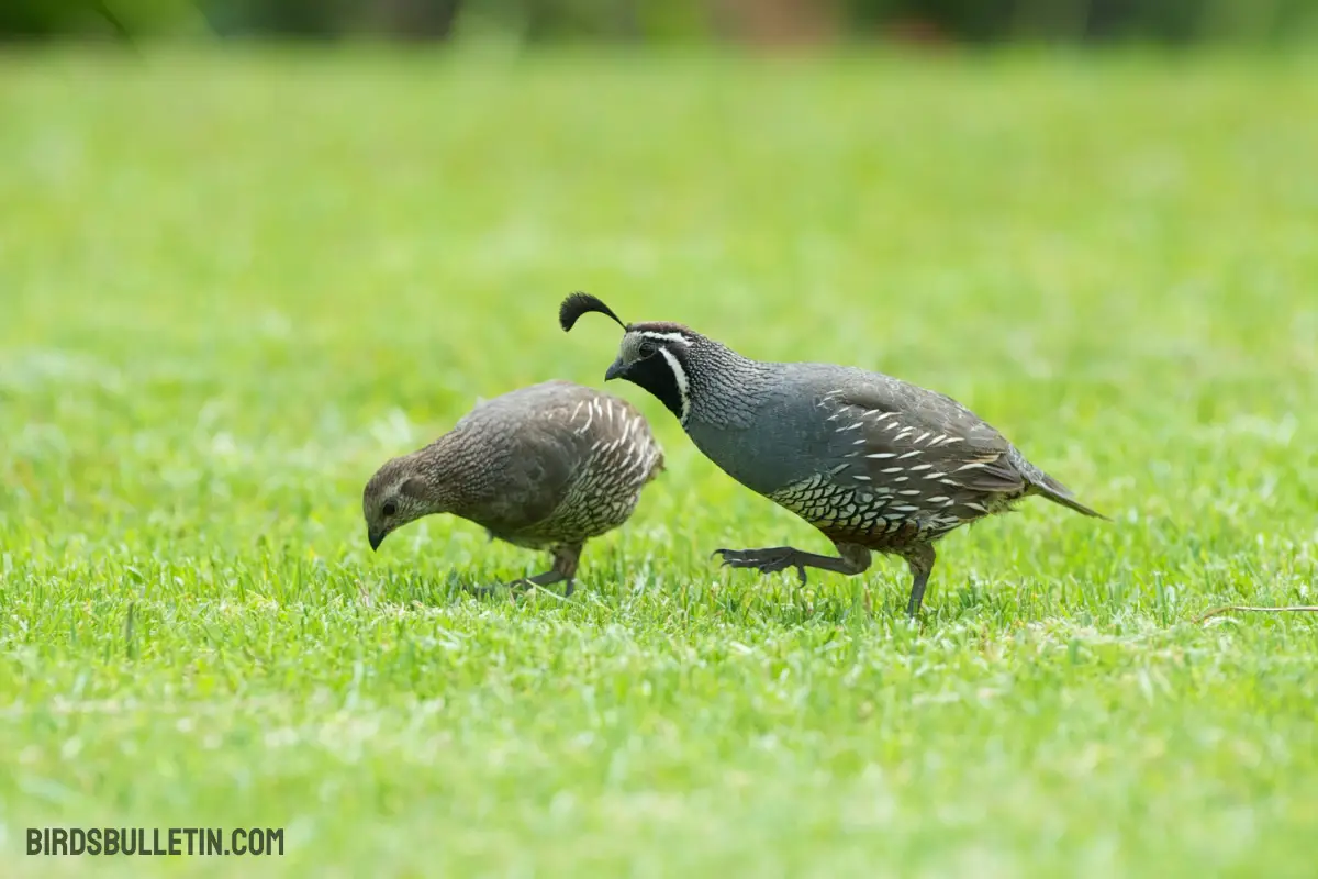 What Do California Quail Eat? - Birds Bulletin
