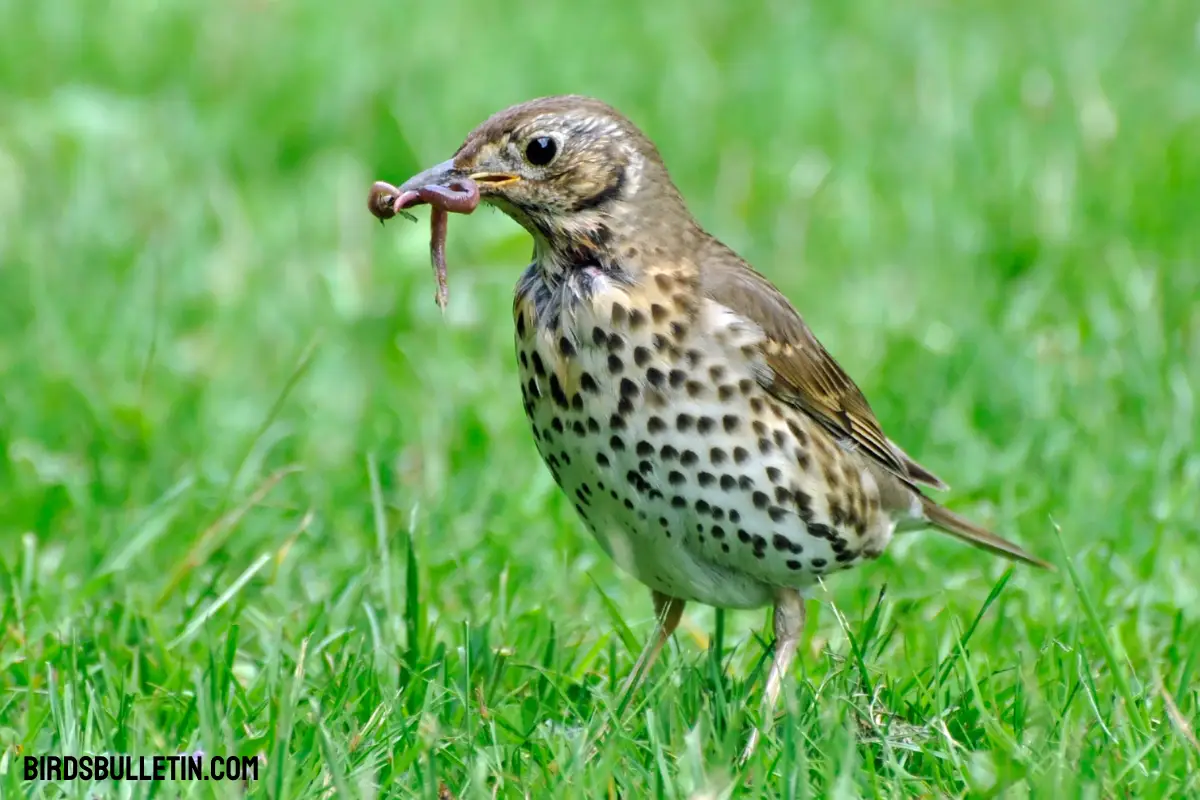 What Do Wood Thrush Eat? - Birds Bulletin