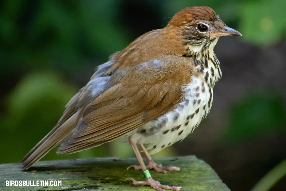 Wood Thrush Overview (Beloved Songster) - Birds Bulletin