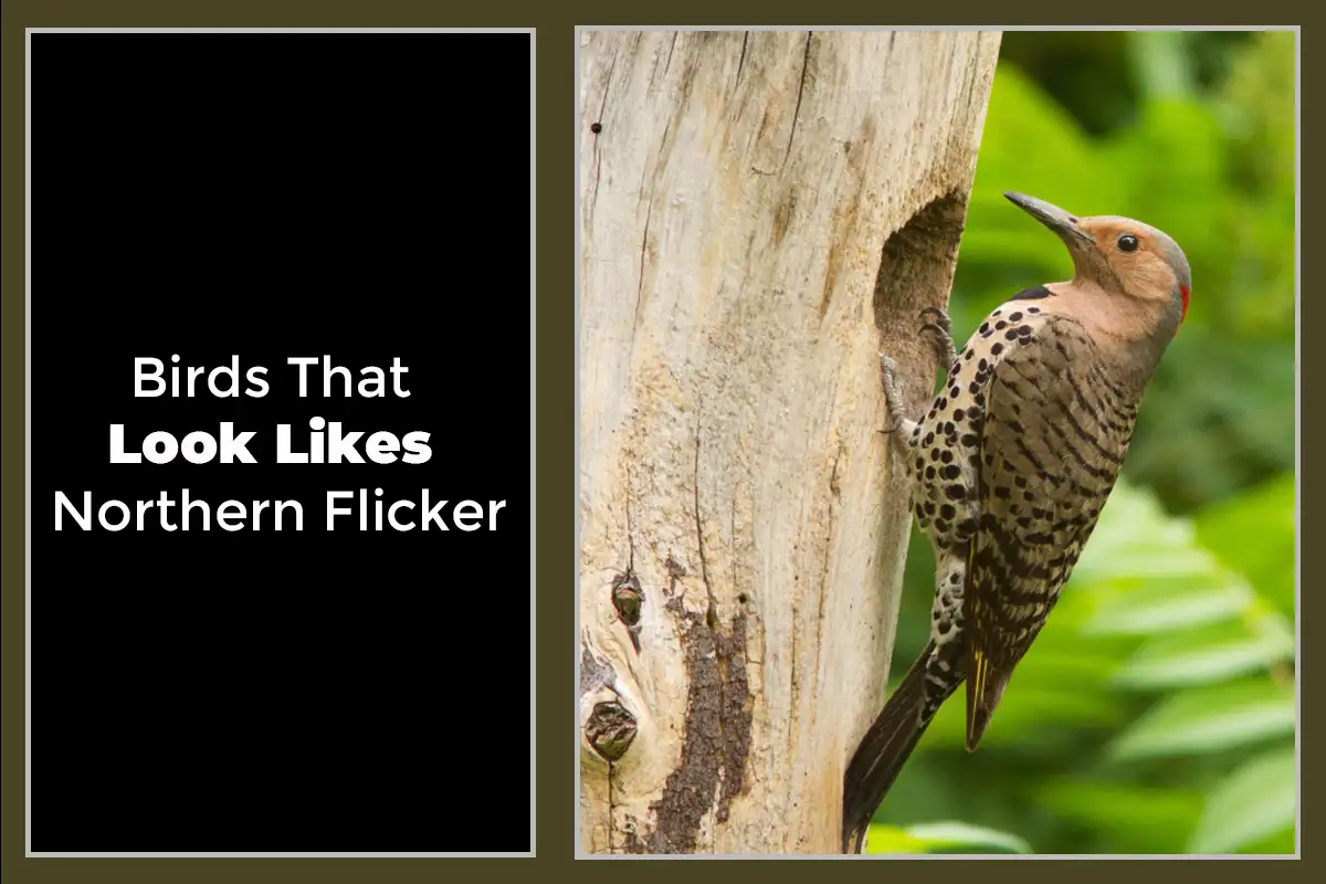 7 Birds That Look Likes Northern Flicker - Birds Bulletin