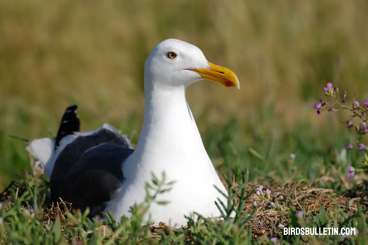 California Gull Overview: Graceful Seabirds - Birds Bulletin