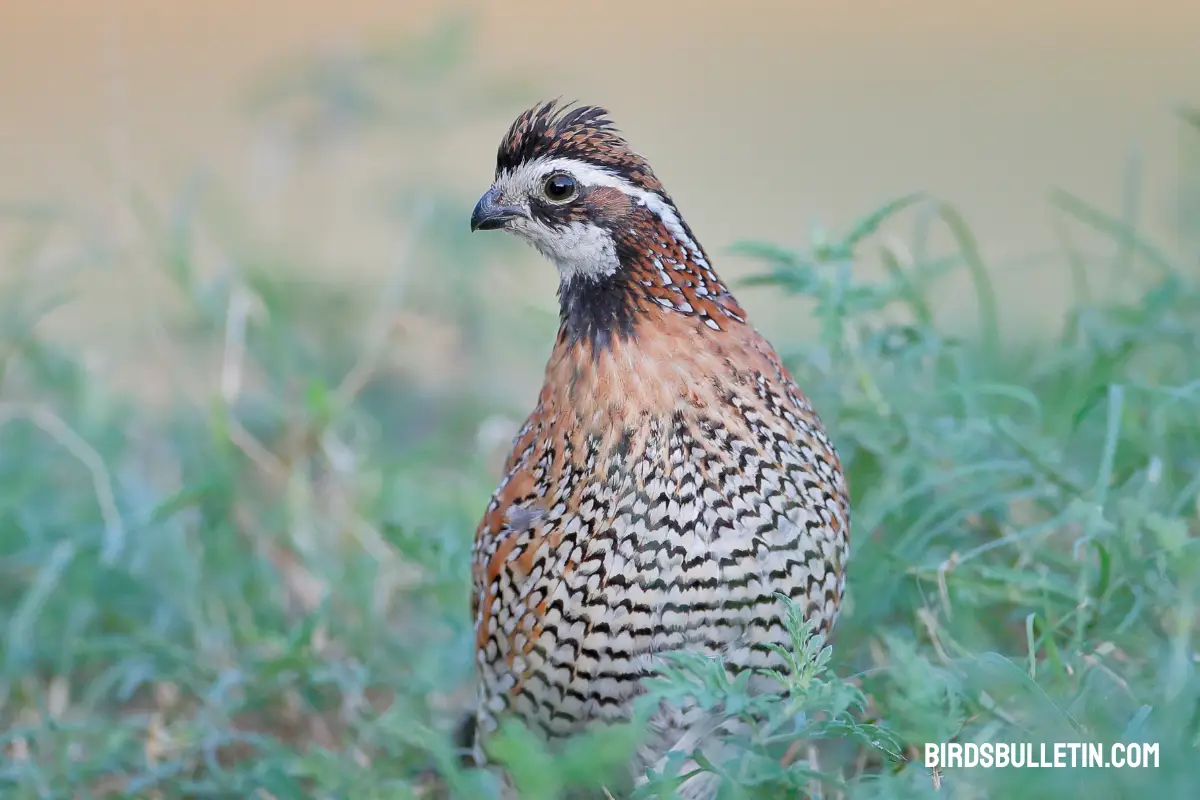 Northern Bobwhite: Subspecies And More - Birds Bulletin